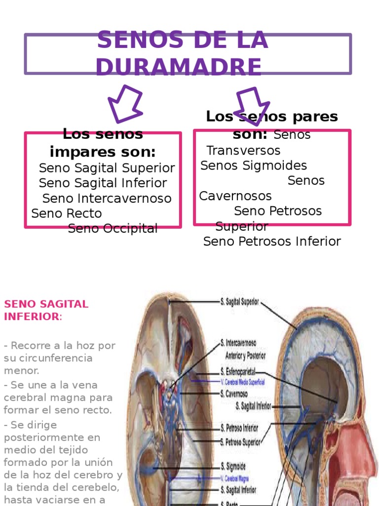 Anatomia | PDF | Clásicos