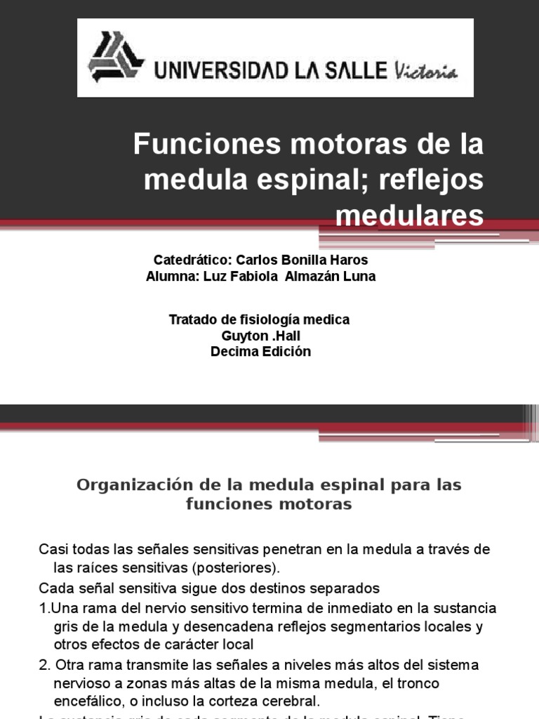 Funciones Motoras de La Medula Espinal Reflejos Medulares | PDF | Neurona | Músculo