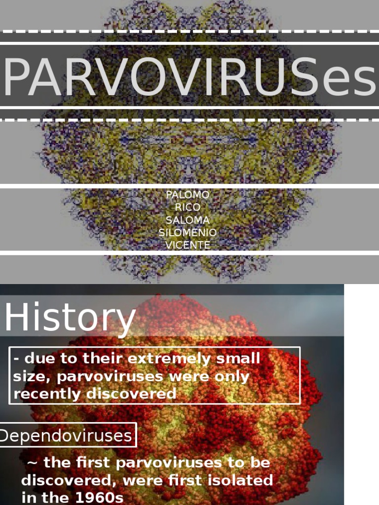 Parvovirus Overview and Immunity | PDF | Immunodeficiency | Immune System