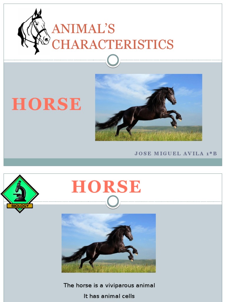 Animal's Characteristics | PDF | Horses | Reference