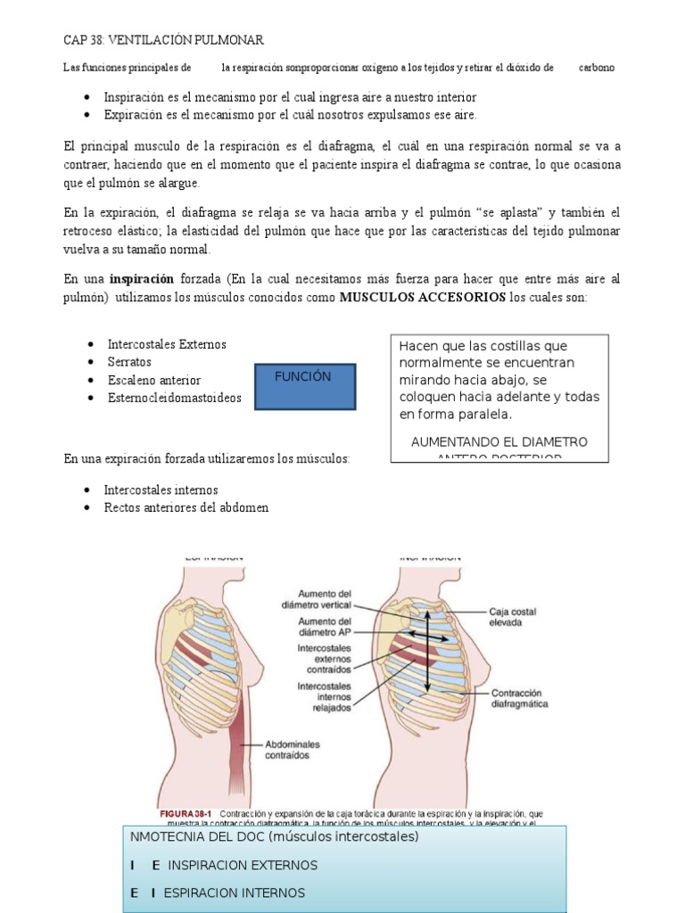 CAP 38 Fisiologia de Guyton 13 edición | Sistema respiratorio | Pulmón