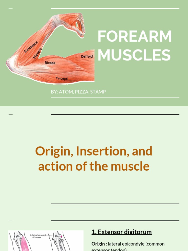 Forearm Muscles | PDF | Finger | Thumb