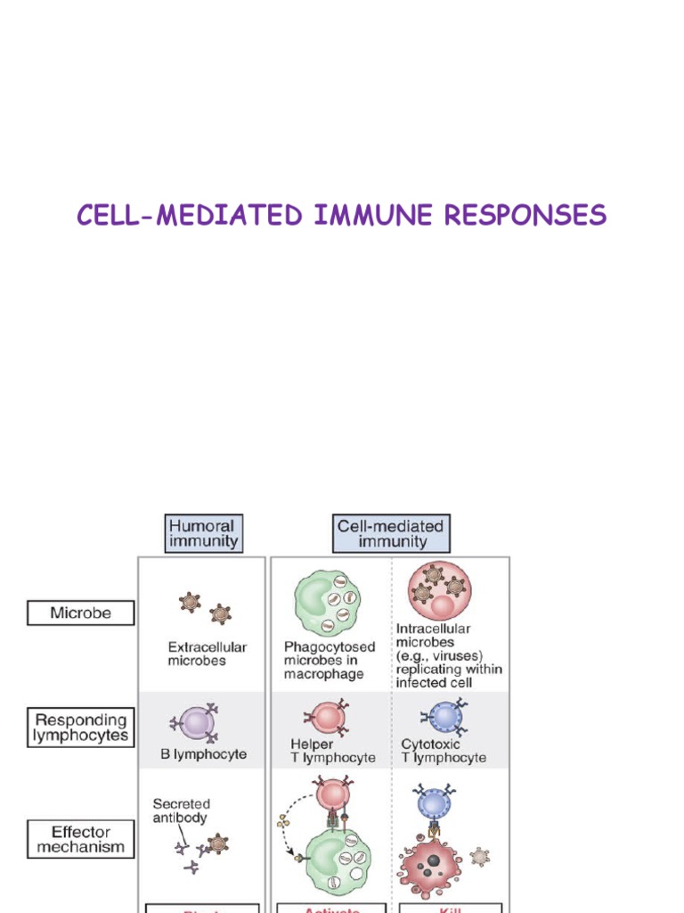 Cell Mediated Immune Responses | PDF | T Cell | T Helper Cell