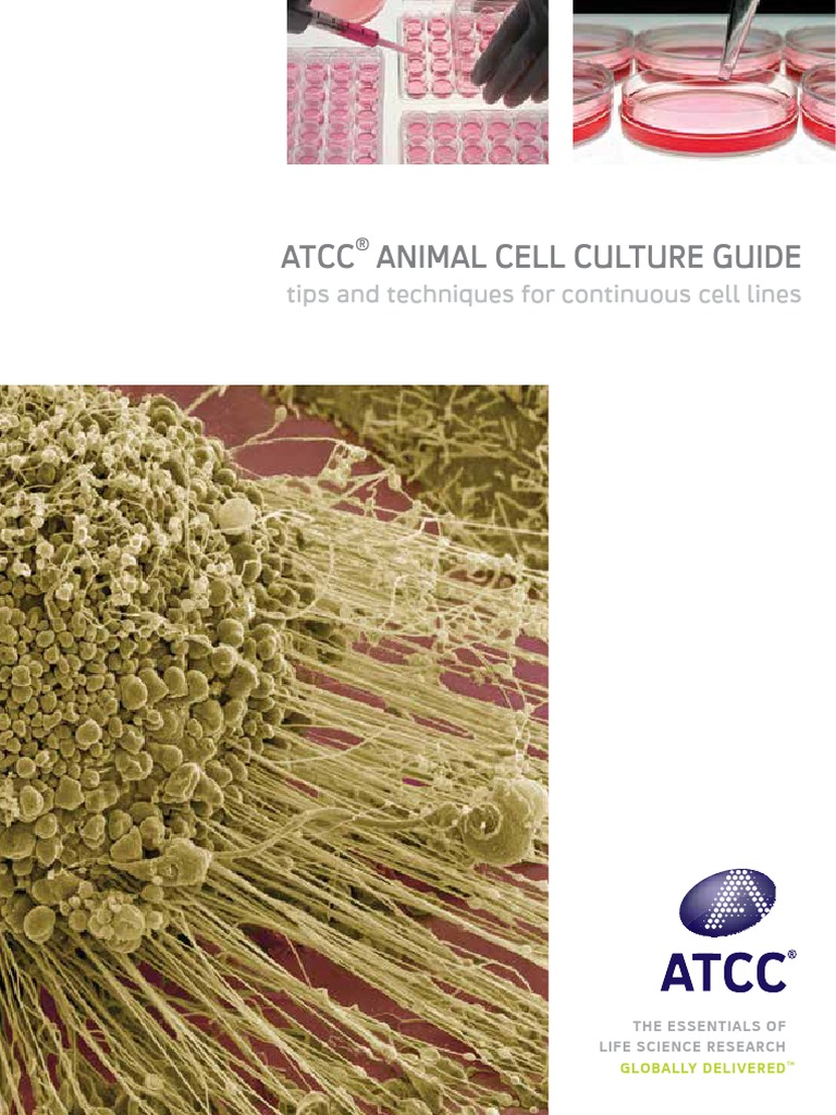 ATCC - Animal Cell Culture Guide PDF | PDF | Cell Culture | Growth Medium