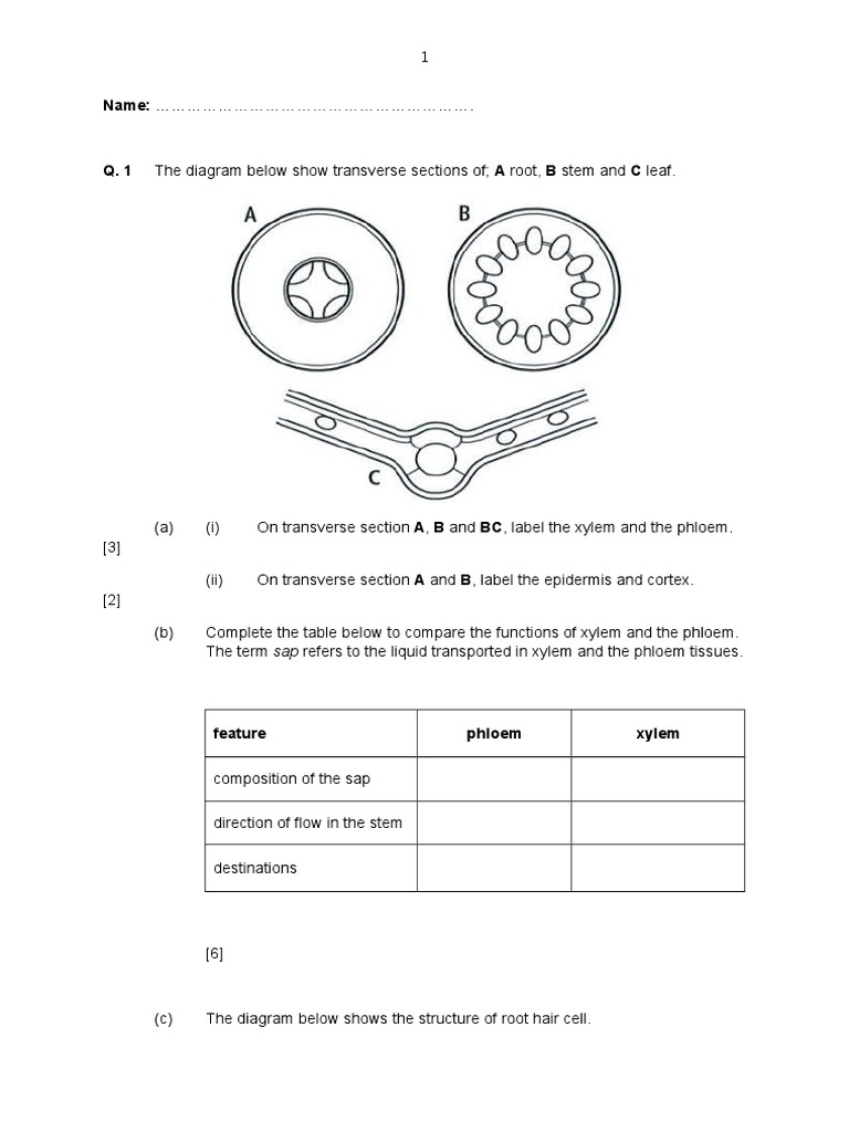 Xylem and Phloem Labeling Worksheet | PDF | Root | Plant Stem