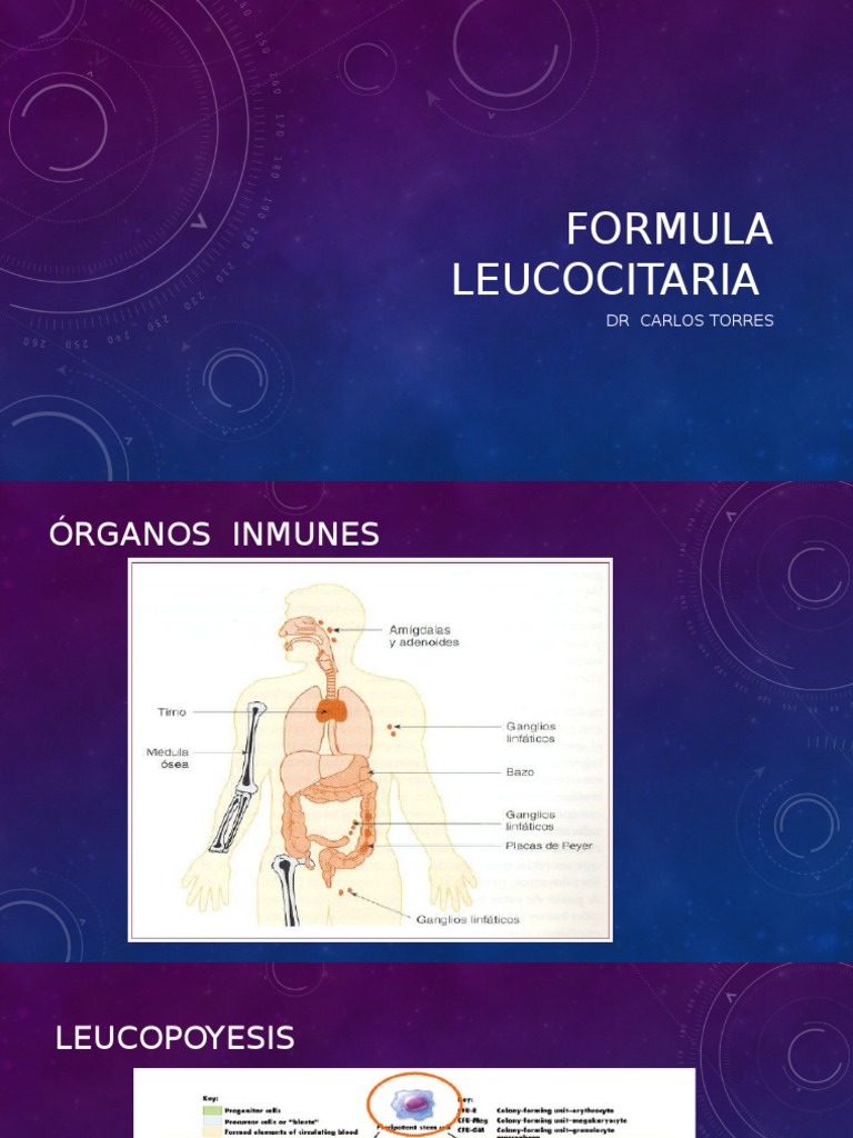 Análisis de Fórmula Leucocitaria | PDF | Leucocito | Sangre