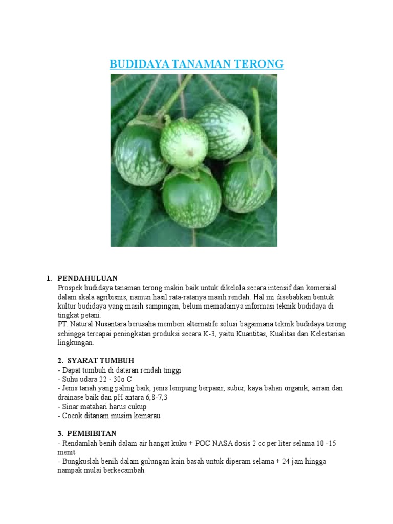 Budidaya Tanaman Terong | PDF
