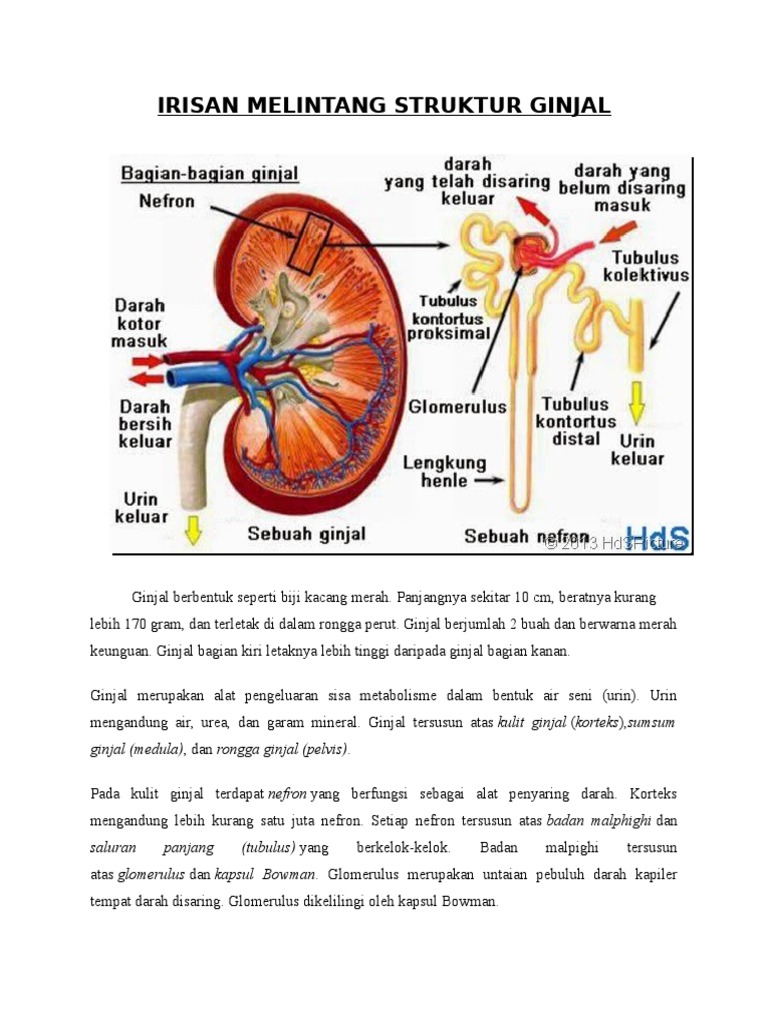 Irisan Melintang Struktur Ginjal | PDF