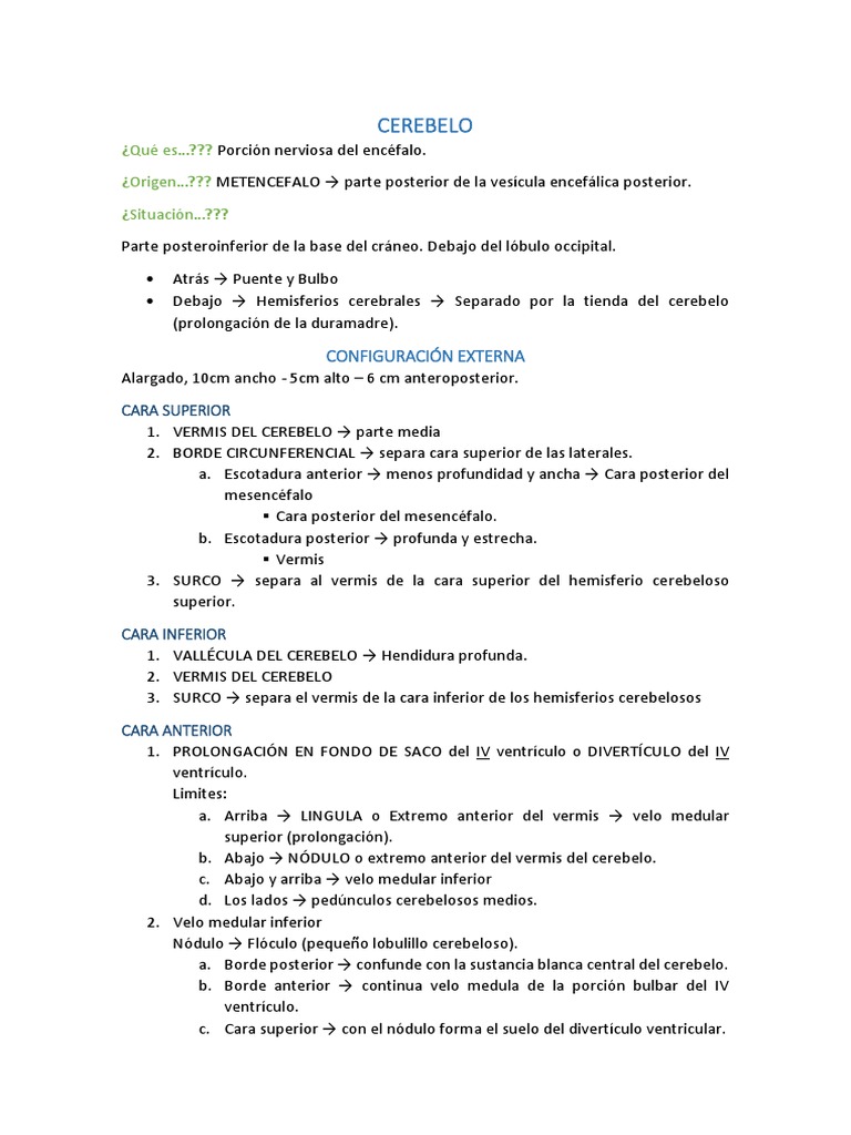Estructura y Función del IV Ventrículo | PDF