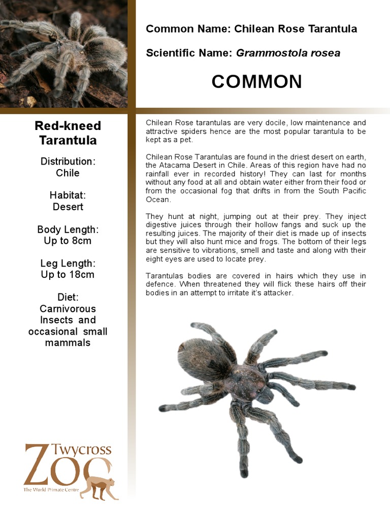 Chilean Rose Tarantula | PDF