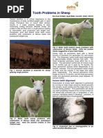 Osteology of The Goat | PDF | Vertebra | Vertebral Column