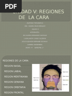 Region Geniana | PDF | Cabeza y cuello humanos | Anatomía humana