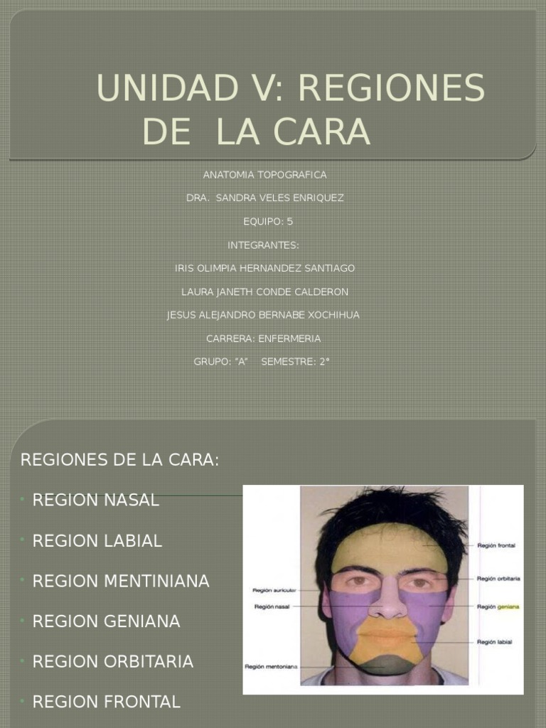 Regiones de La Cara | PDF | Cara | Anatomia animal