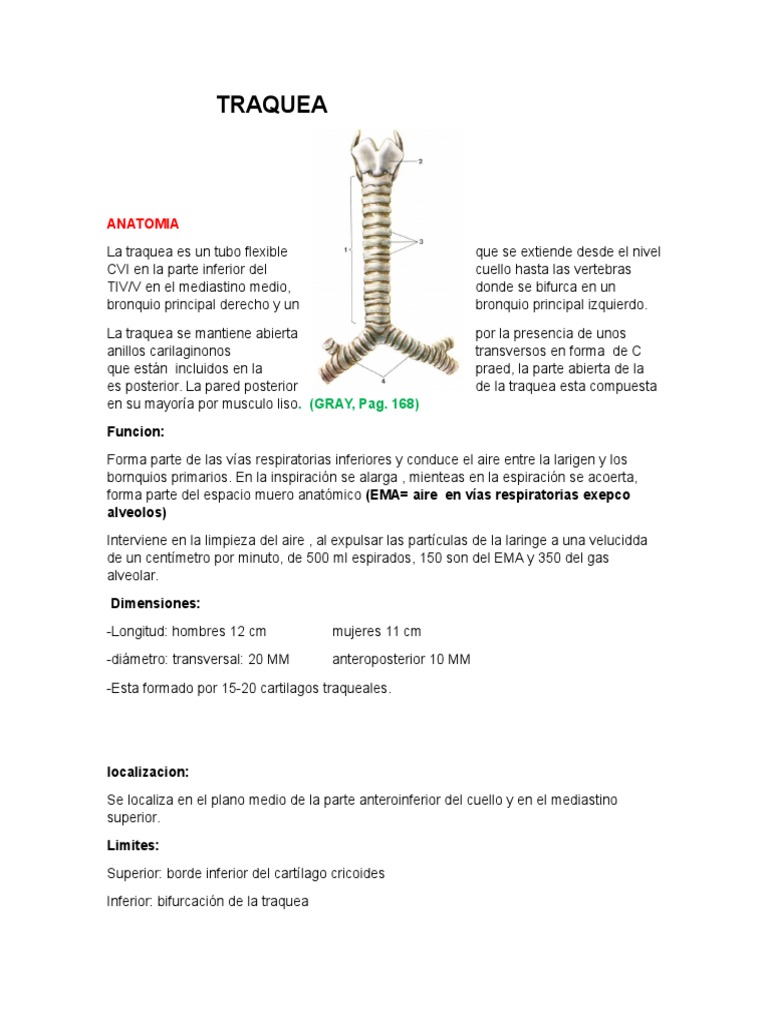 TRAQUEA | PDF | Pulmón | Epitelio