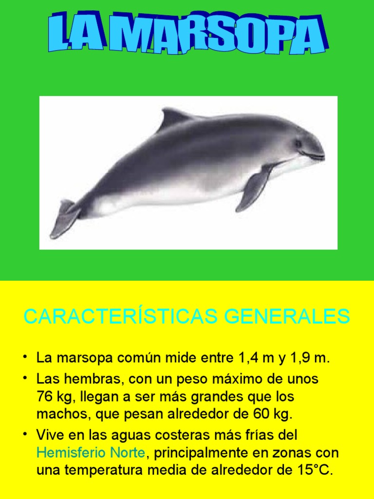 Características de la Marsopa Común | PDF | Organismos | Naturaleza