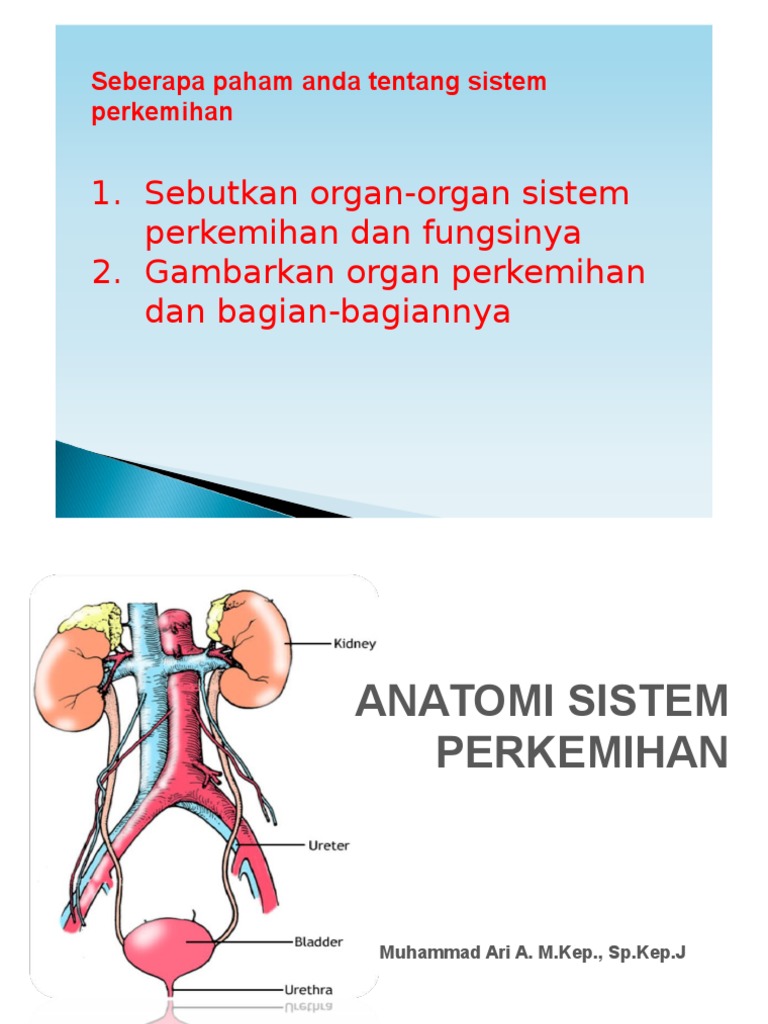 FUNGSI SISTEM PERKEMIHAN | PDF