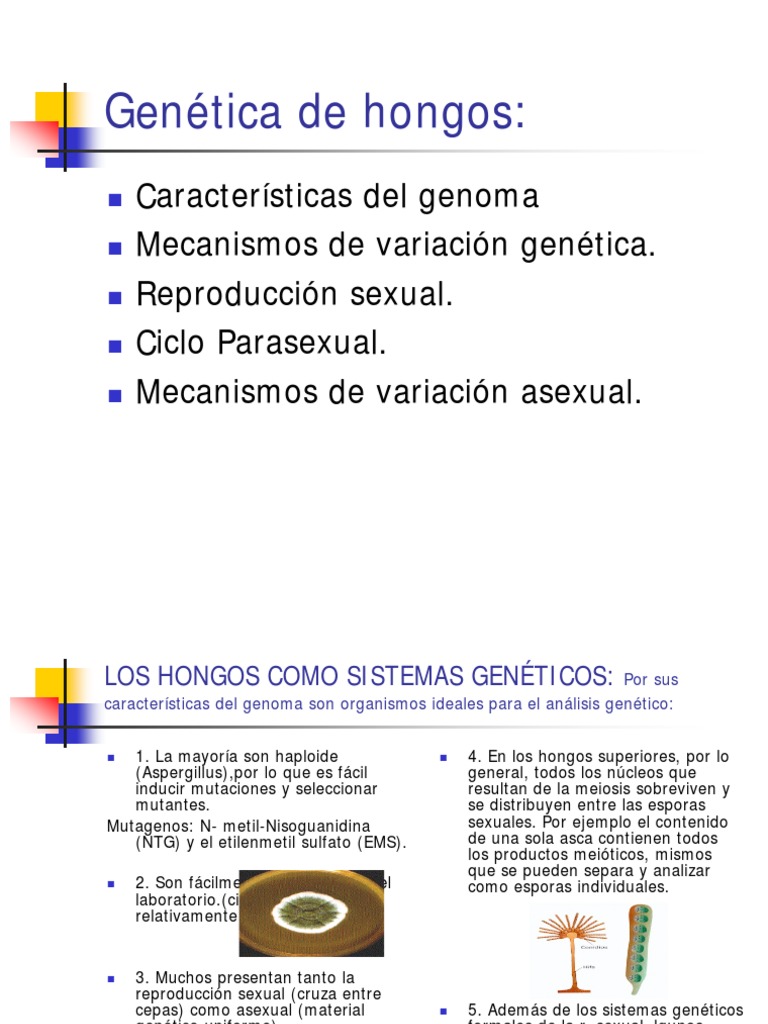 Genética de Hongos: Variación y Reproducción | PDF | Hongo | Mitosis
