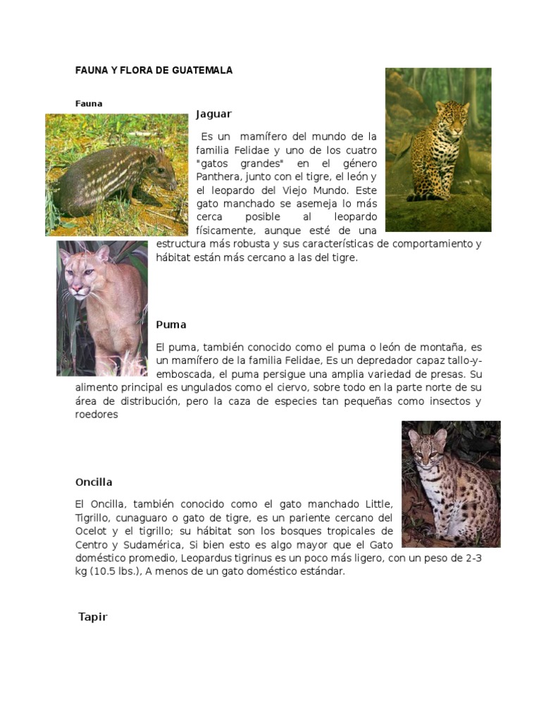 Fauna y Flora de Guatemala | PDF | Puma | Jaguar