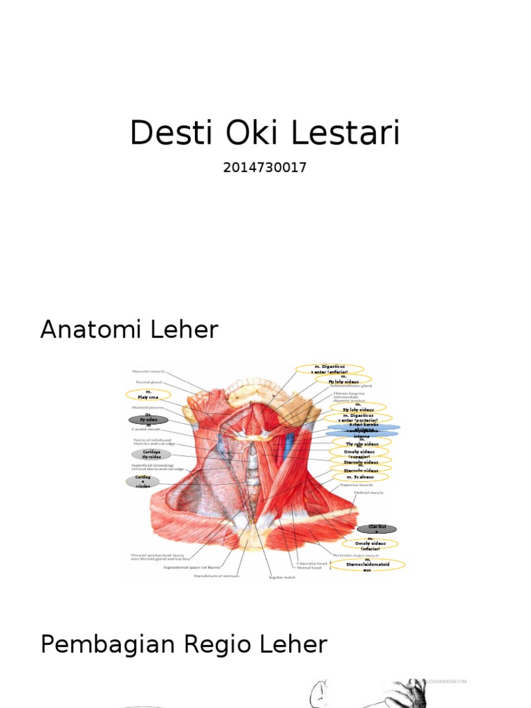 Anatomi Dan Fisiologi Leher | PDF