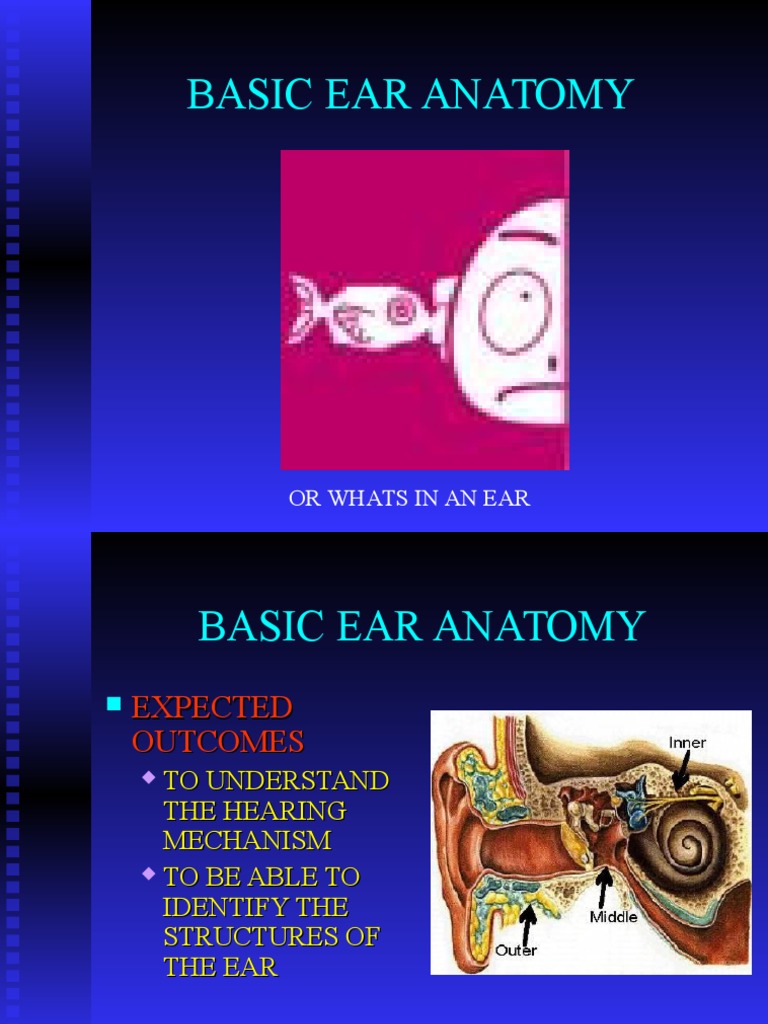 Basic Ear Anatomy | PDF | Ear | Auditory System
