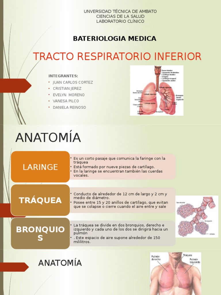 Tracto Respiratorio Inferior