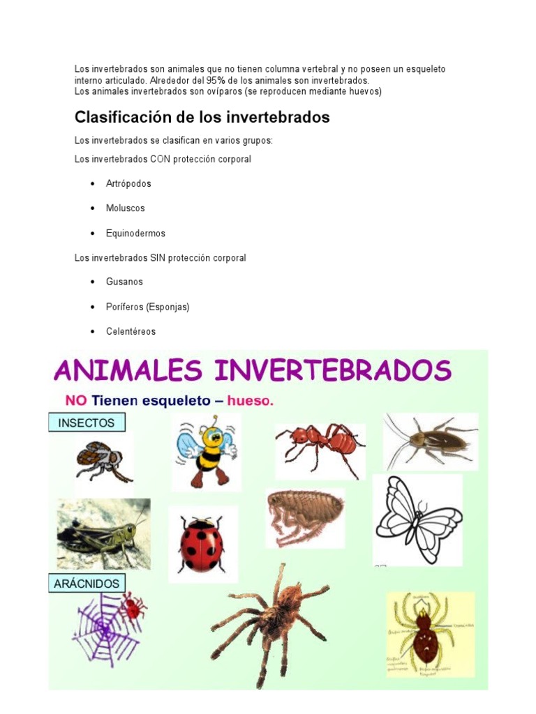 La diversidad de los animales invertebrados: clasificación de los ...
