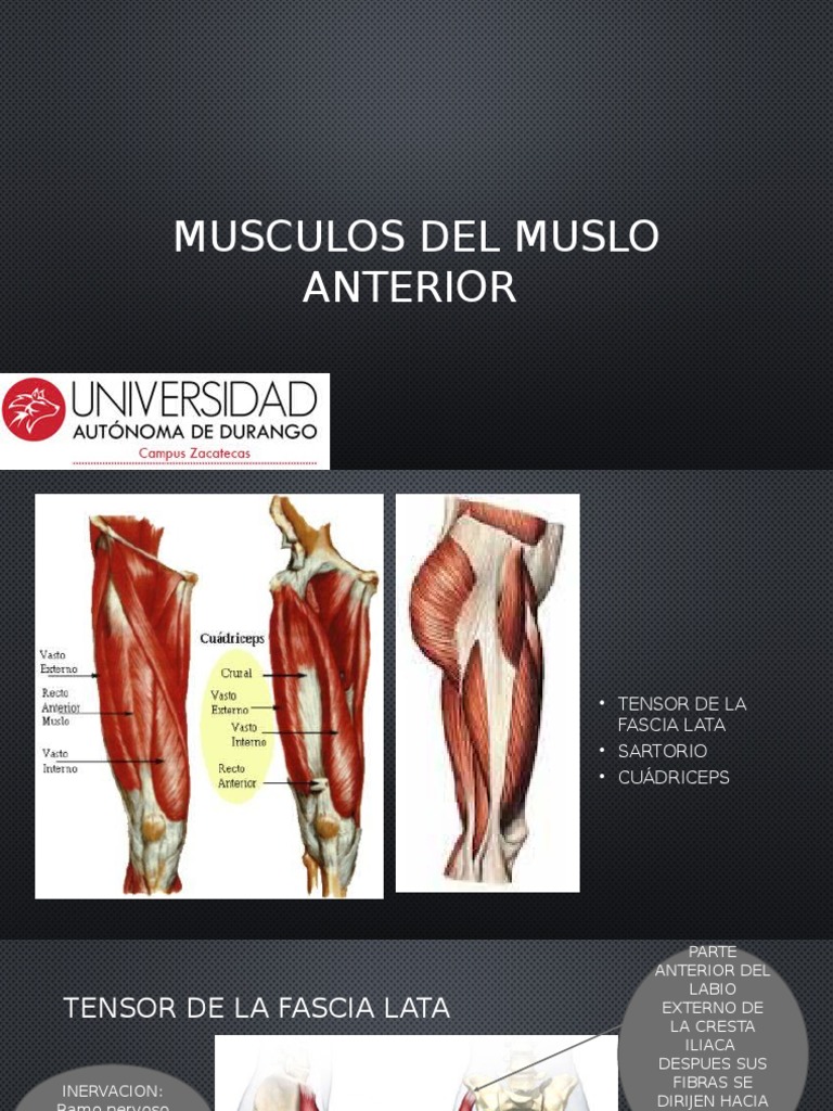 Anatomía de los músculos del muslo anterior | PDF | Anatomía humana ...