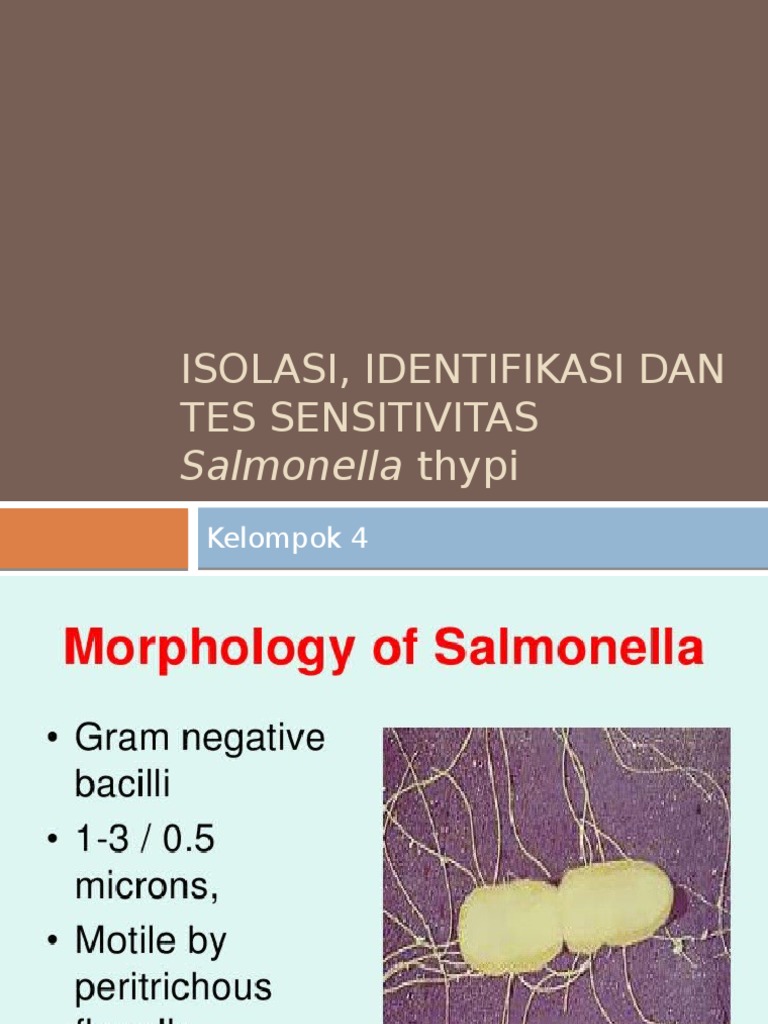 Isolasi, Identifikasi Dan Tes Sensitivitas Salmonella SP | PDF ...
