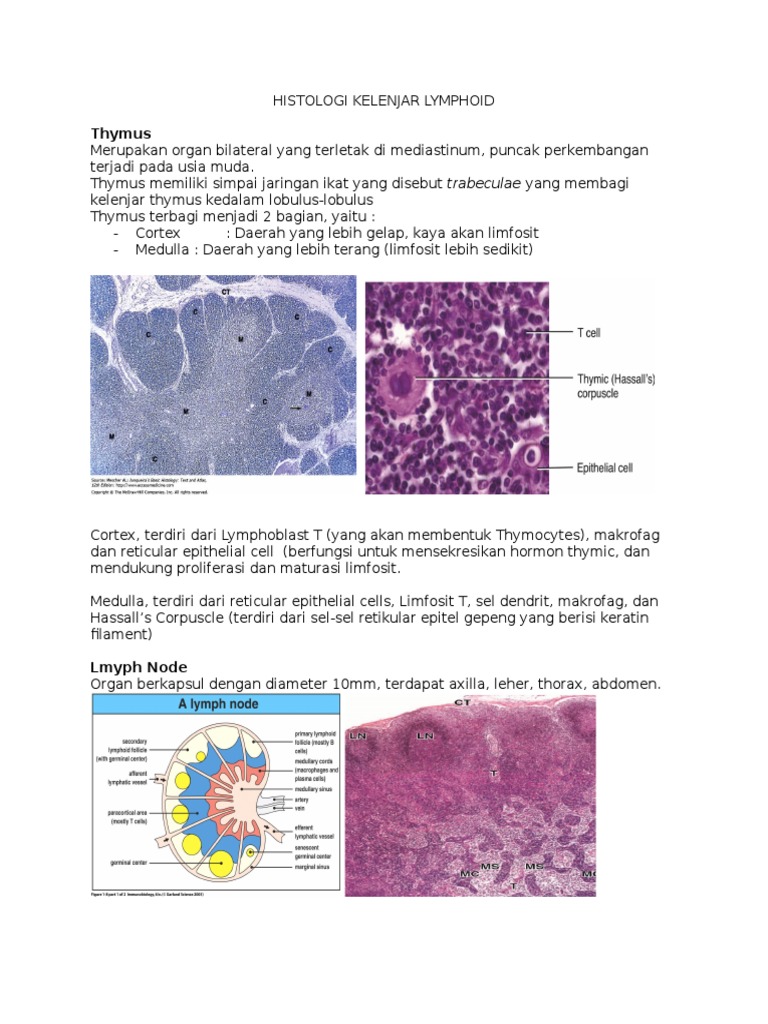 Histologi Kelenjar Limfoid dan Thymus | PDF
