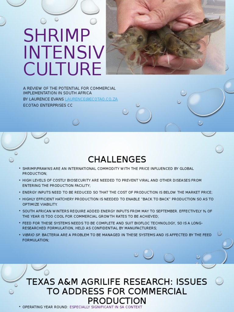 Overview Shrimp Intensive | PDF | Aquaculture | Market (Economics)