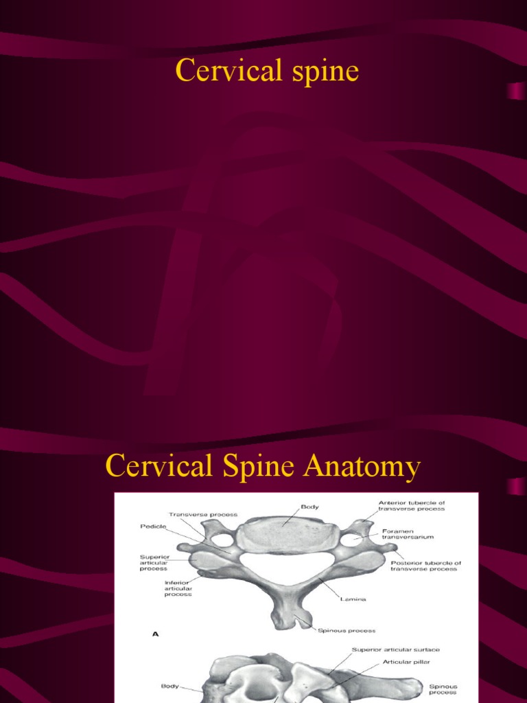 Cervical Spine | PDF | Vertebra | Vertebral Column