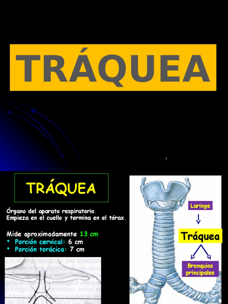TRÁQUEA | PDF | Nervio vago | Tórax
