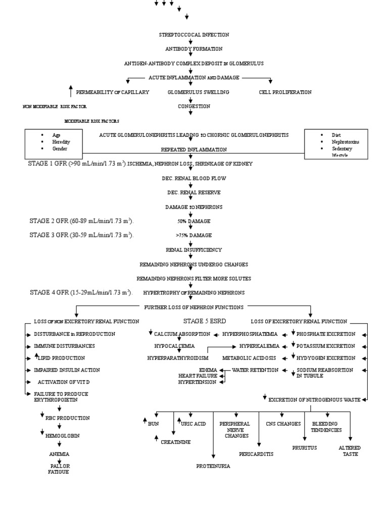 Ckd Pathophysiology | Renal Function | Chronic Kidney Disease