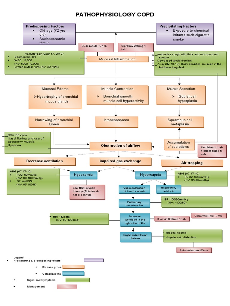 COPD PATH | Chronic Obstructive Pulmonary Disease | Lung