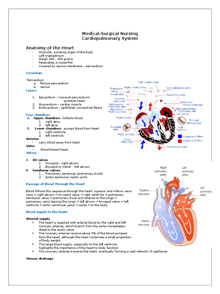 Cardiovascular System | PDF | Atrium (Heart) | Heart