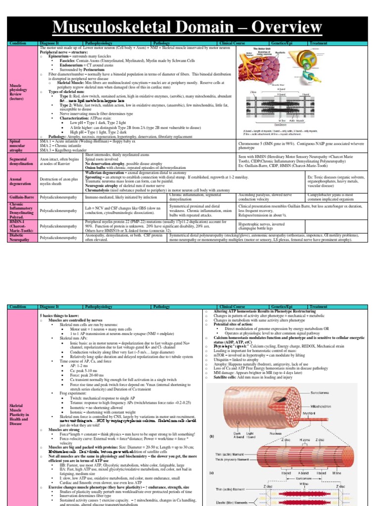 Musculoskeletal Charts | PDF | Osteoporosis | Myelin