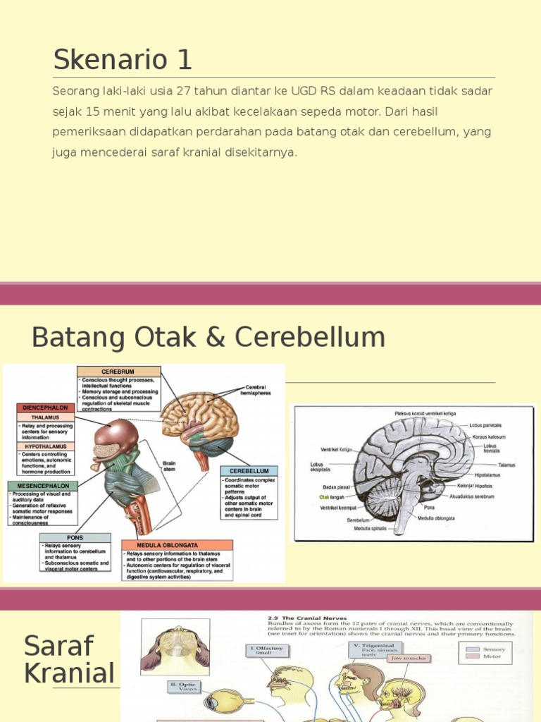 Mengenal Struktur Batang Otak | PDF