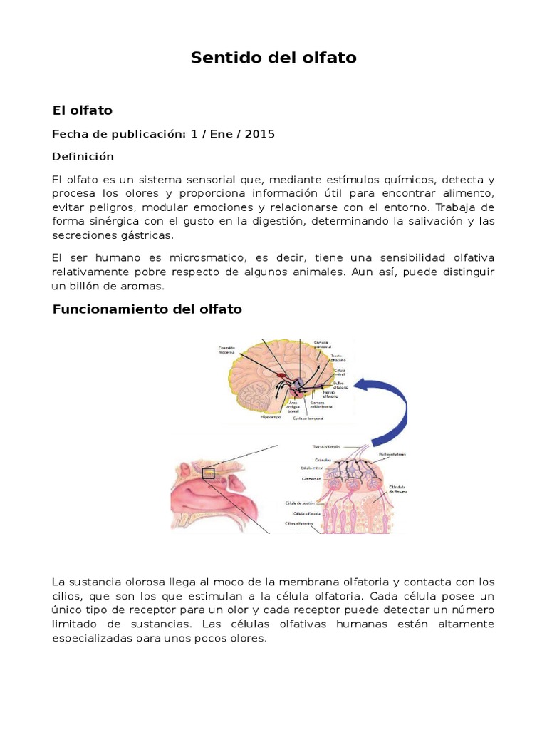 Sentido Del Olfato | Olfato | Ciencias de la tierra y de la vida