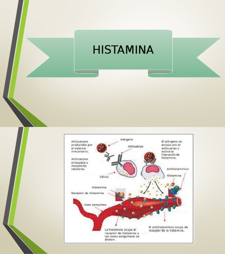 Dibujo Histamina | PDF