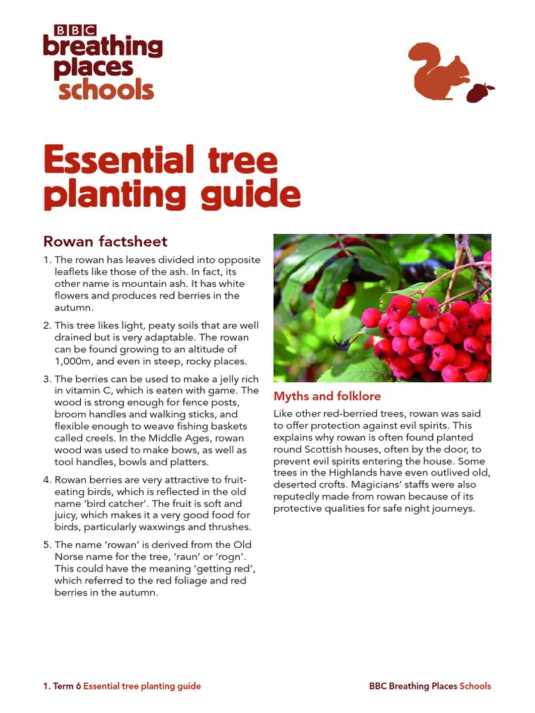 Activity Tree Planting Guide PDF | PDF | Trees | Root