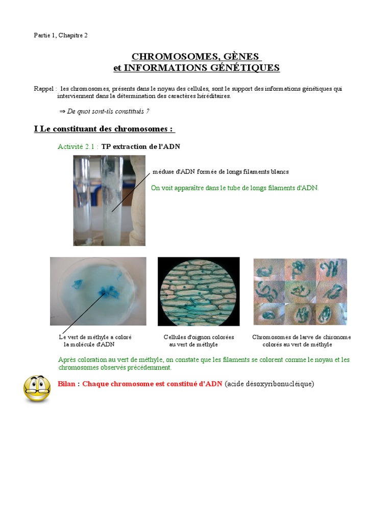 Constitution et rôle des chromosomes | PDF | Allèle | Chromosome