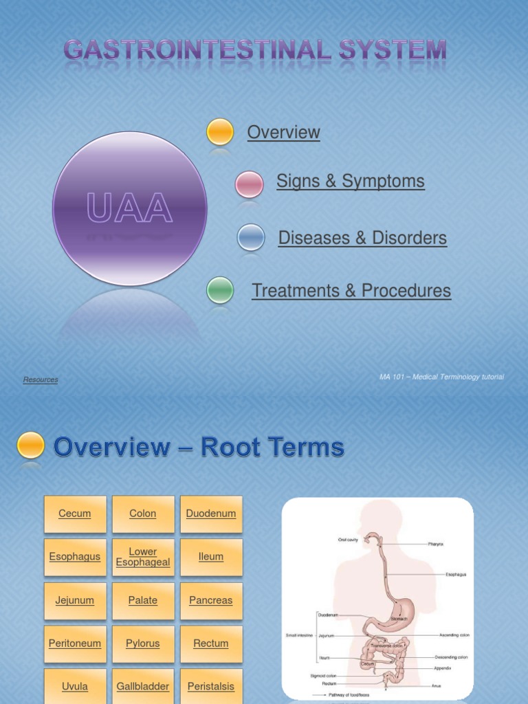 GI System Tutorial | PDF | Gastrointestinal Tract | Human Digestive System