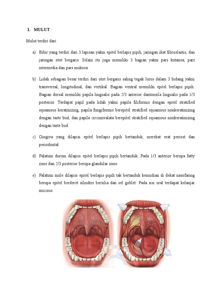 Histologi Cavum Oris | PDF