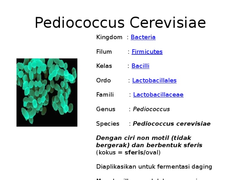 Pediococcus Cerevisiae | PDF