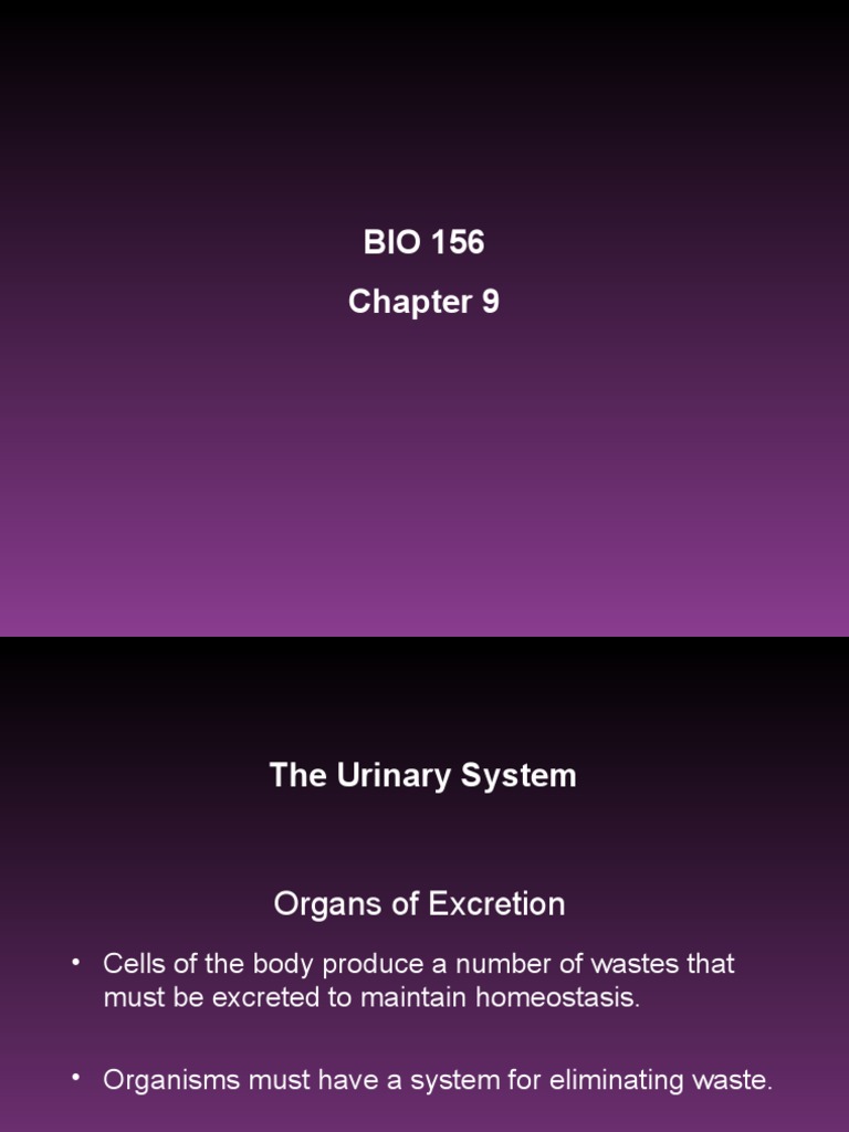 BIO 156 Chapter 9 Powerpoint | PDF | Kidney | Urinary System
