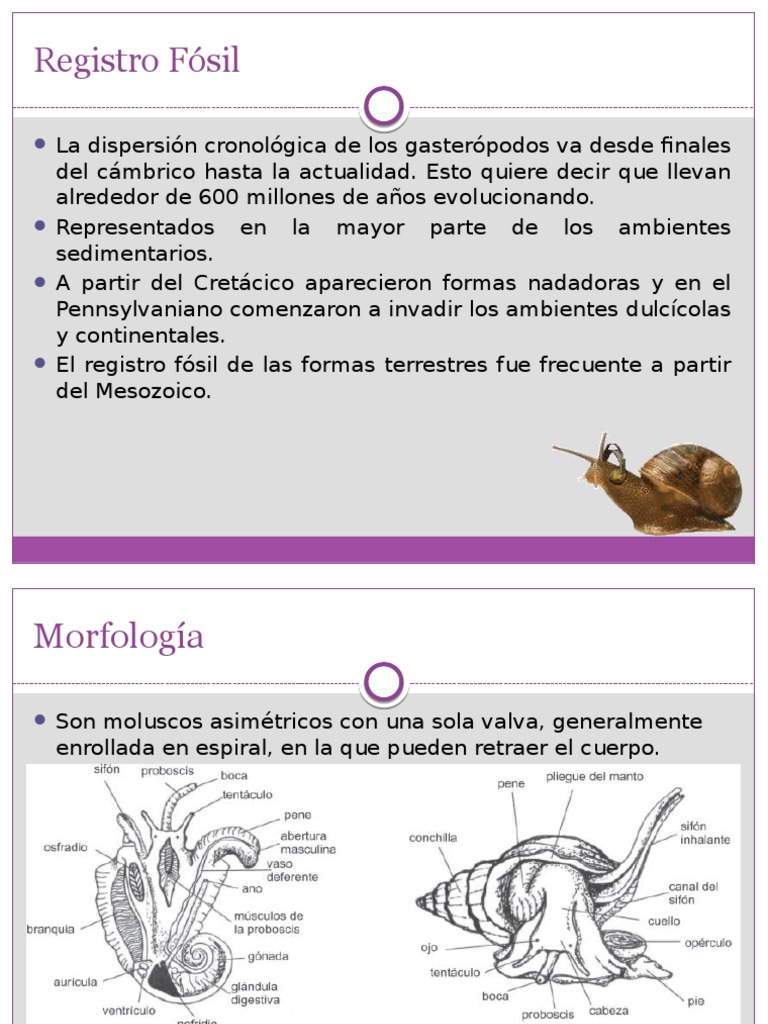 Gasteropodos | Moluscos | Geología