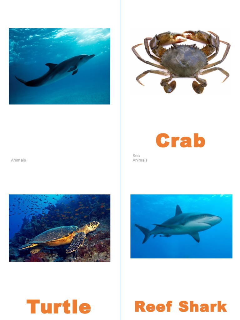 Dolphin Crab: Sea Animals Sea Animals | PDF
