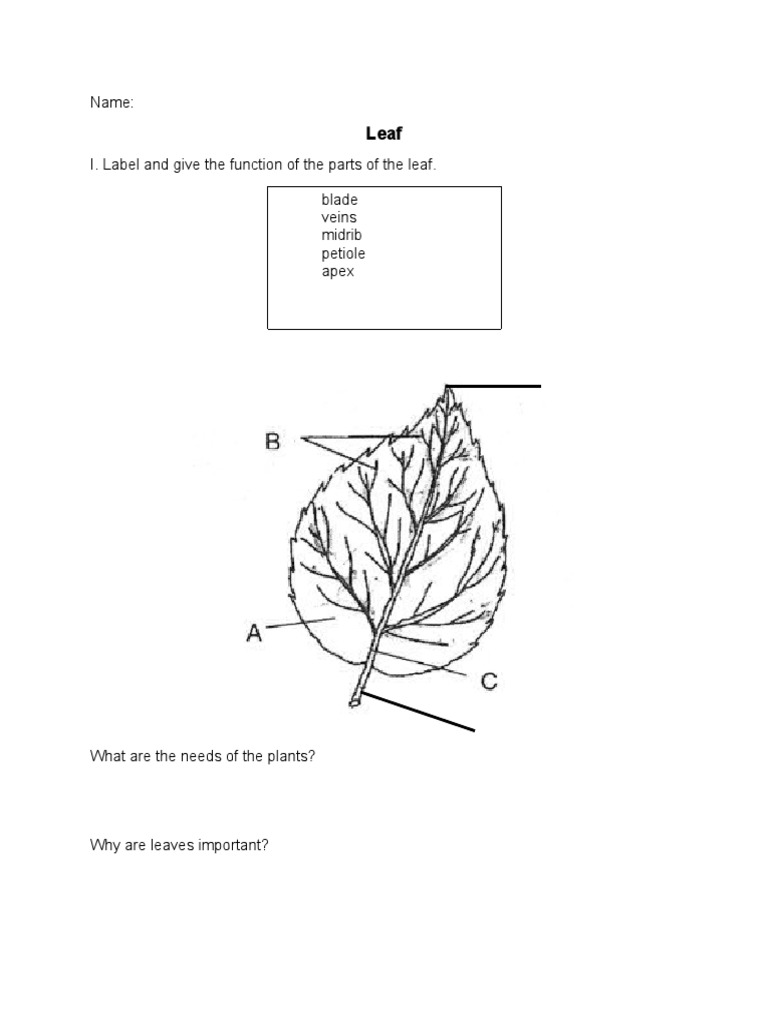 Parts of The Leaf Grade 2 and 3 | PDF | Career & Growth | Home & Garden