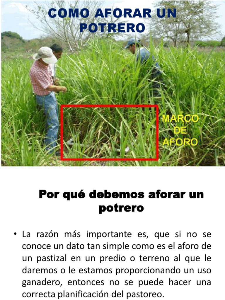 Como Aforar Un Potrero | PDF | Muestreo (Estadísticas) | Suelo