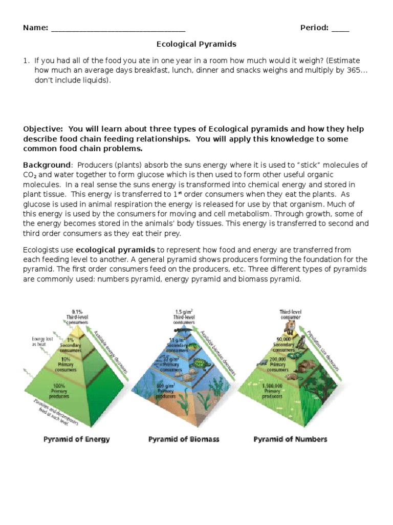 Ecological Pyramids Worksheet | PDF | Ecology | Eating